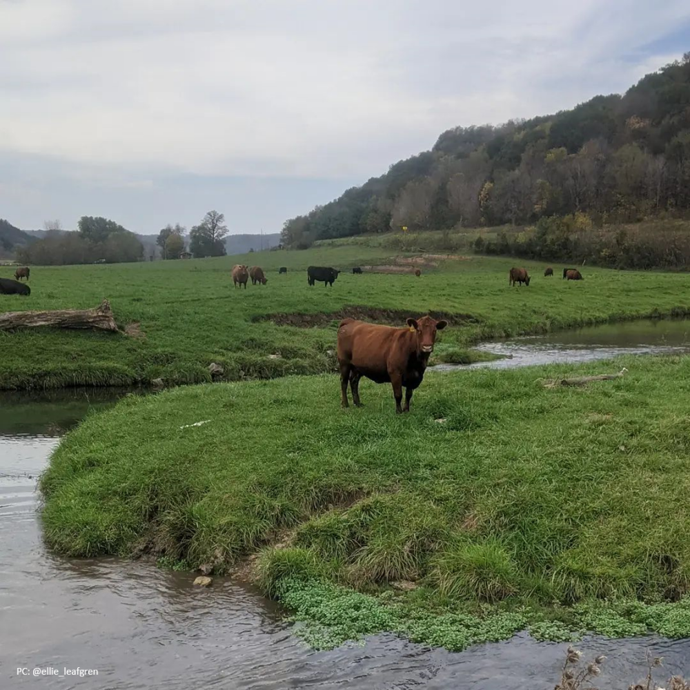 Fly Fishing In The Driftless Region | ExploreLaCrosse